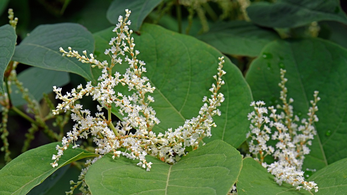 Hämtning av trädgårdsavfall – NSR AB